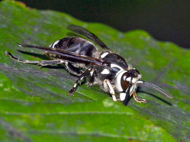 Do Not Disturb | Stinging Insect Education | Stinging Insects