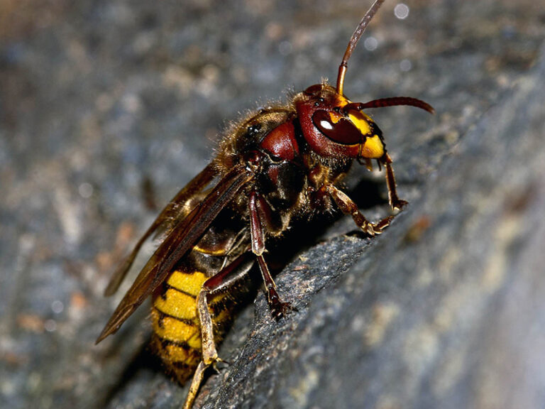 Do Not Disturb | Stinging Insect Education | Stinging Insects